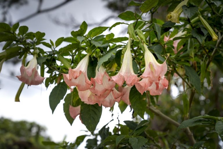 Angel's Trumpet - Poison Center Tampa