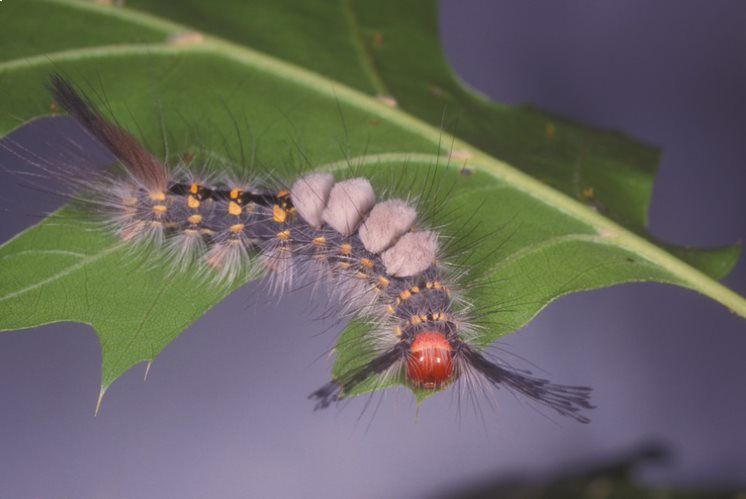 Stinging Caterpillars - Poison Center Tampa